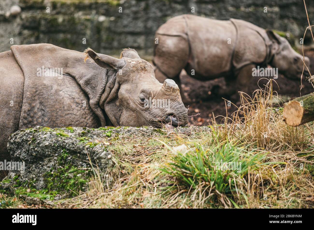 Newborn Baby Rhino