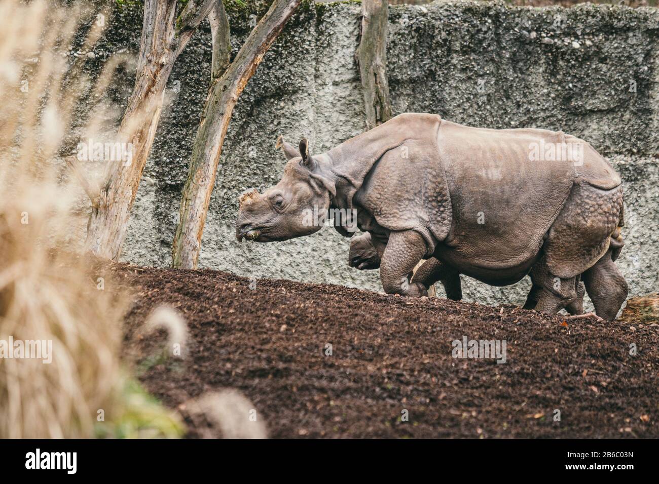 Mother And Baby Rhino. Indian rhinoceros with calf. Rhinoceros ...