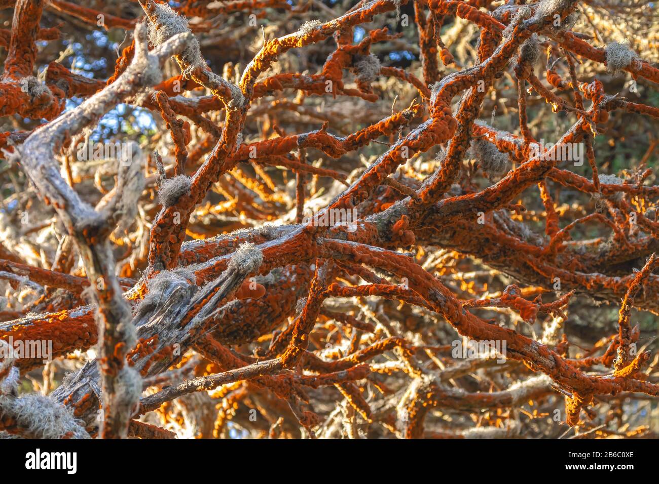Trentepohlia trentepohlia aurea hi-res stock photography and images - Alamy