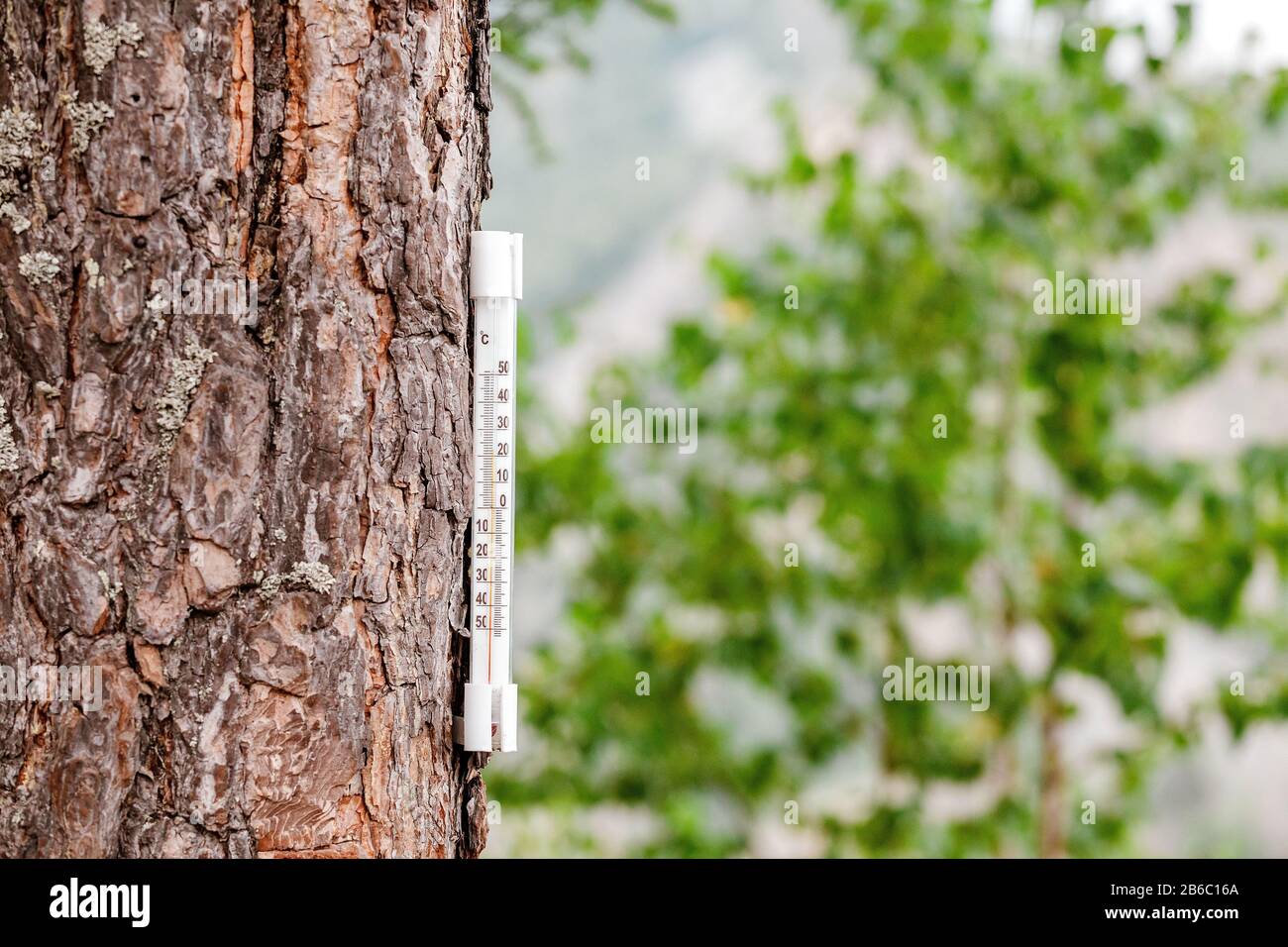 thermometer on a tree in woods Stock Photo - Alamy