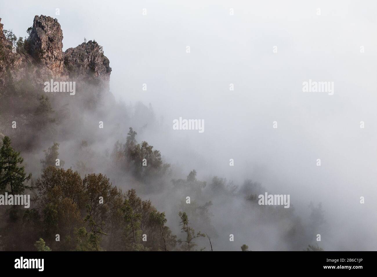 Tree tops in forest with dense fog or mist Stock Photo - Alamy