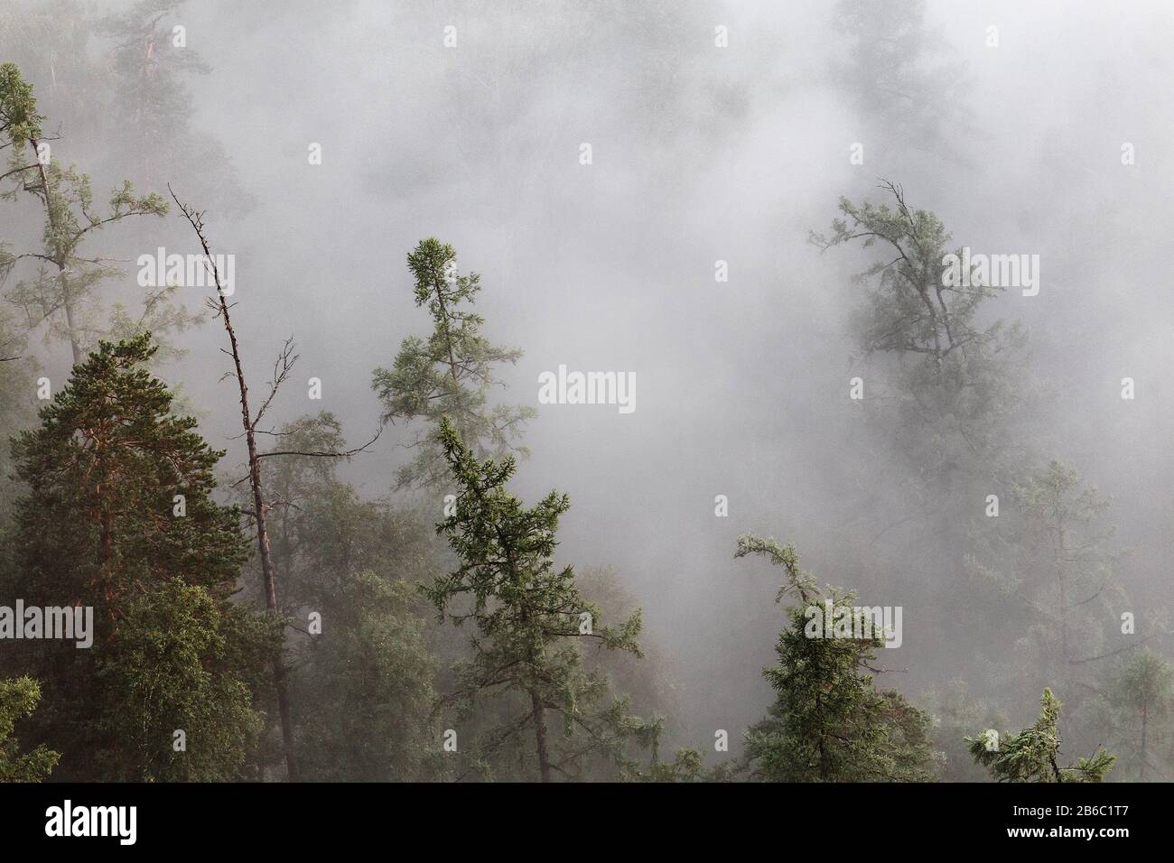Tree tops in forest with dense fog or mist Stock Photo - Alamy