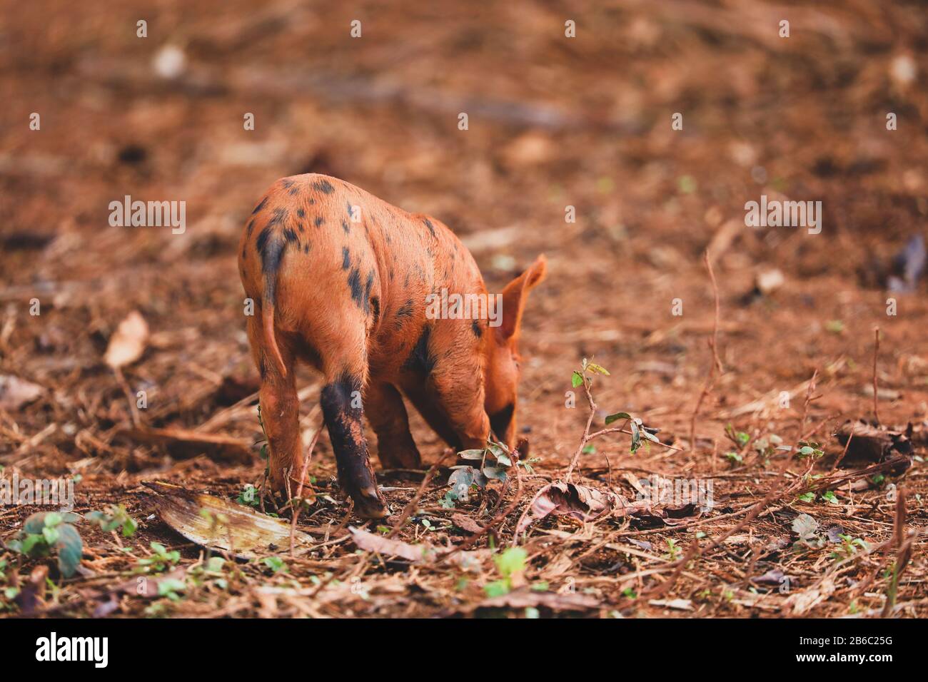 Free Roaming Farm Animals High Resolution Stock Photography and Images ...
