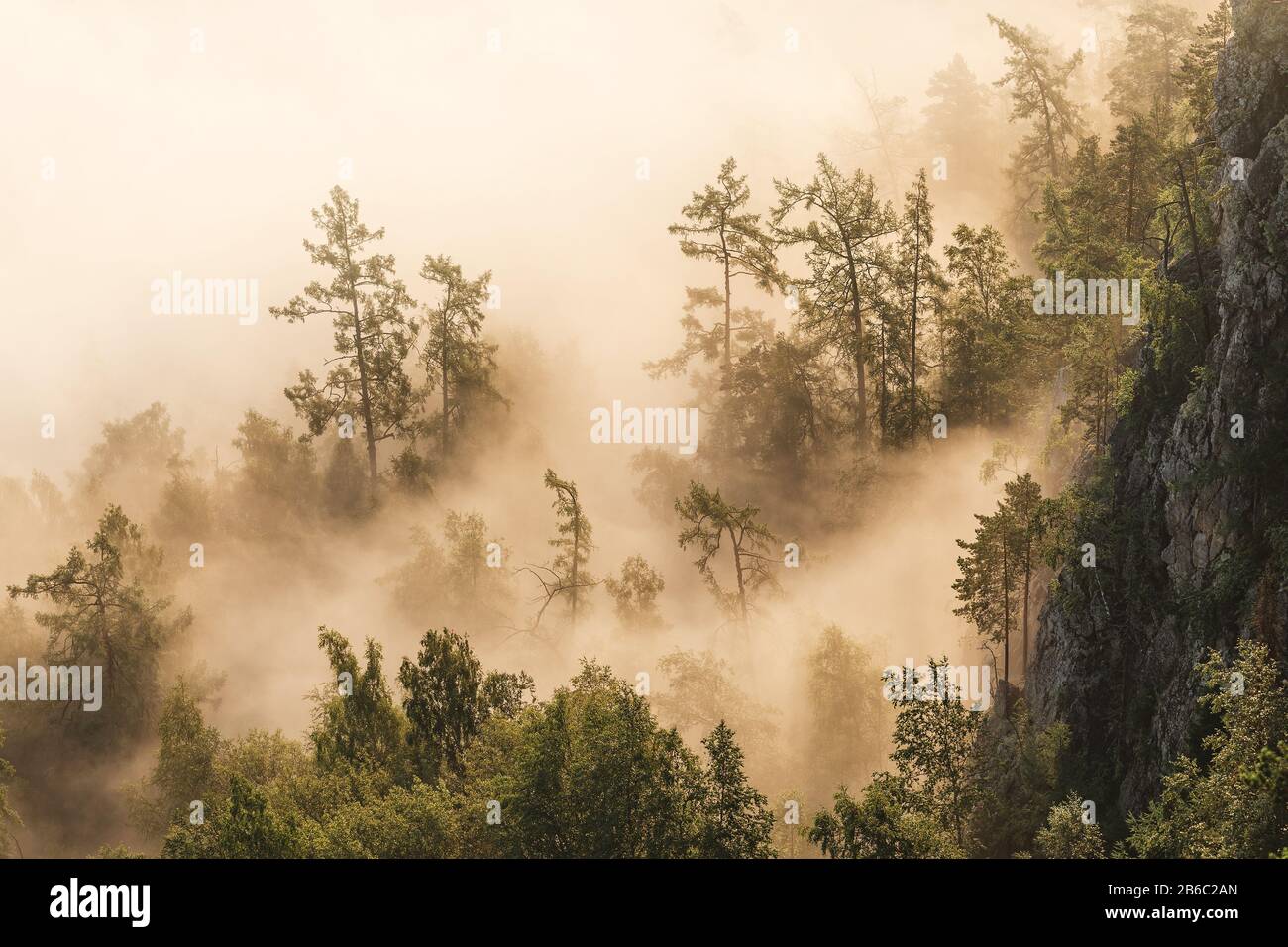 Tree tops in forest with dense fog or mist Stock Photo - Alamy