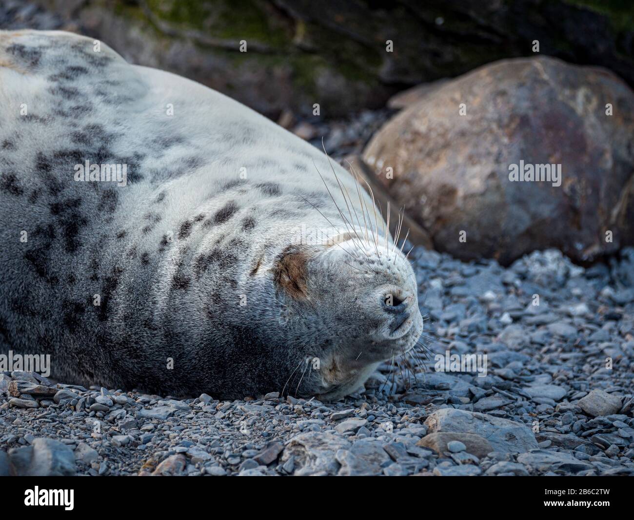 Seals at Ravenscar, North Yorkshire, UK Stock Photo - Alamy