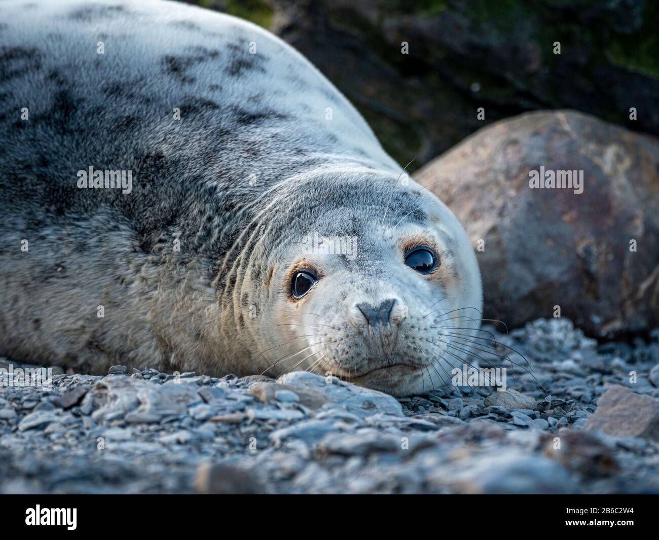 Seals at Ravenscar, North Yorkshire, UK Stock Photo - Alamy