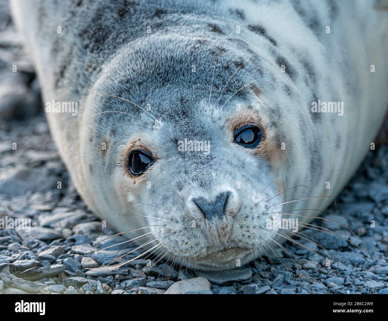 Seals at Ravenscar, North Yorkshire, UK Stock Photo - Alamy