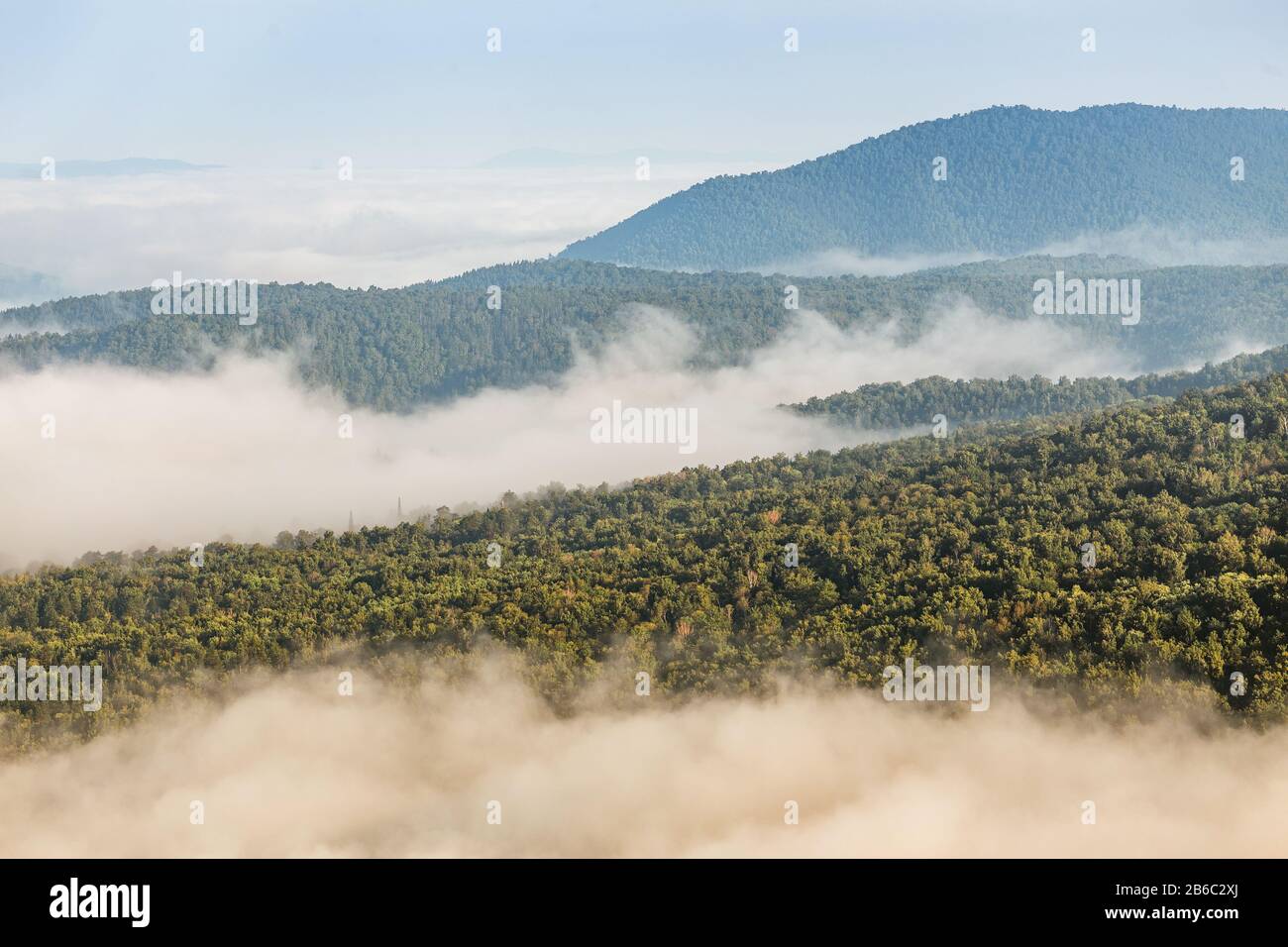 Tree tops in forest with dense fog or mist Stock Photo - Alamy
