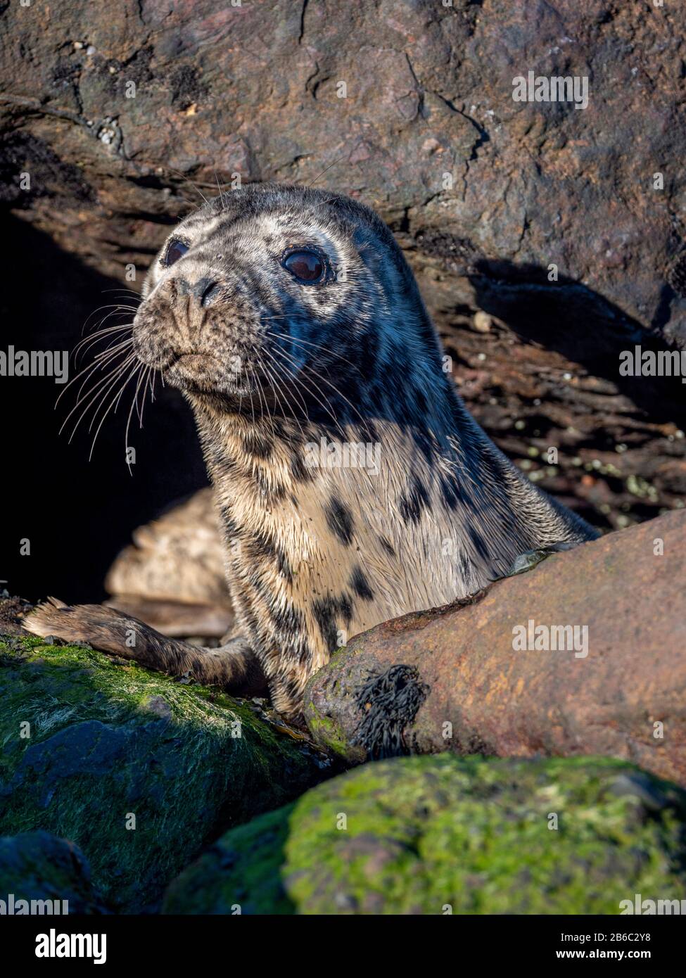 Seals at Ravenscar, North Yorkshire, UK Stock Photo - Alamy