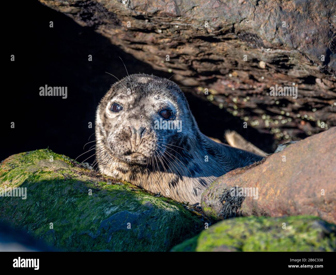 Seals at Ravenscar, North Yorkshire, UK Stock Photo - Alamy