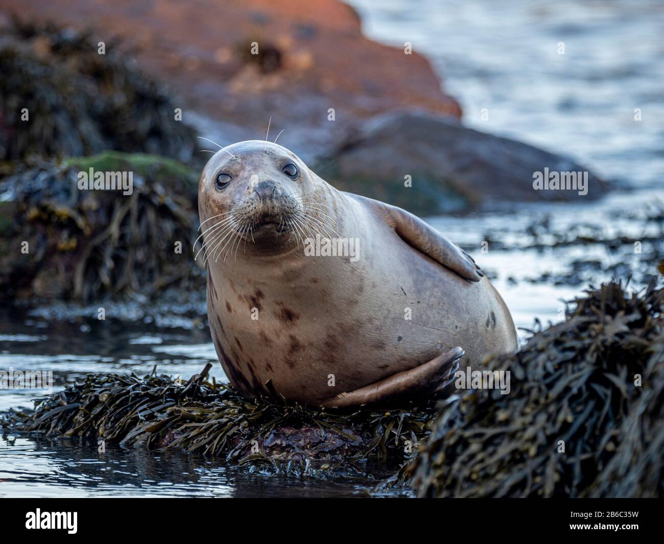 Seals at Ravenscar, North Yorkshire, UK Stock Photo - Alamy