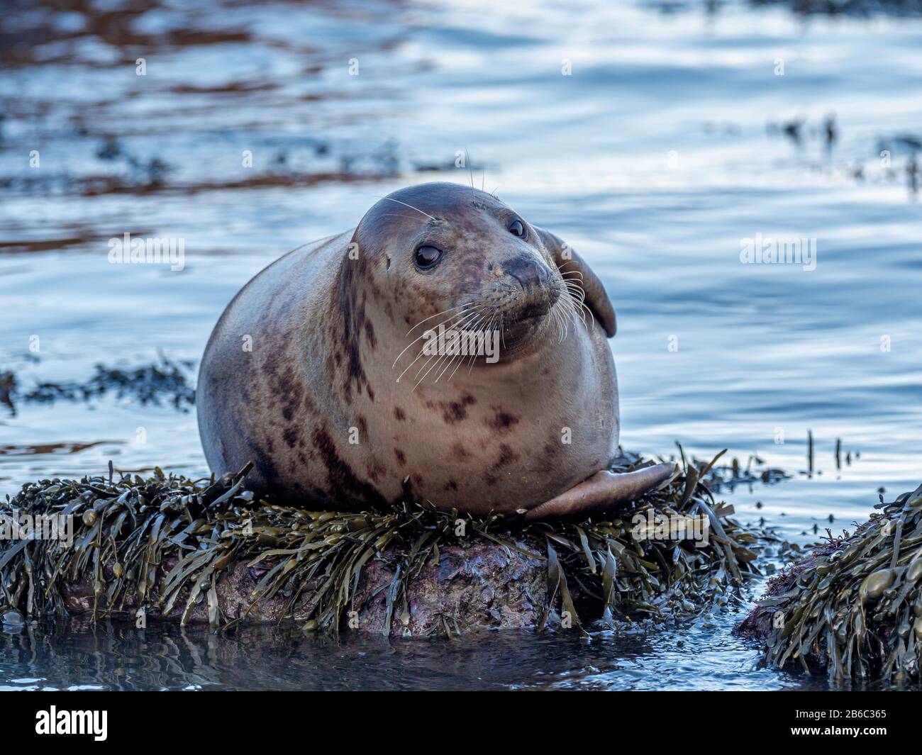 Seals at Ravenscar, North Yorkshire, UK Stock Photo - Alamy