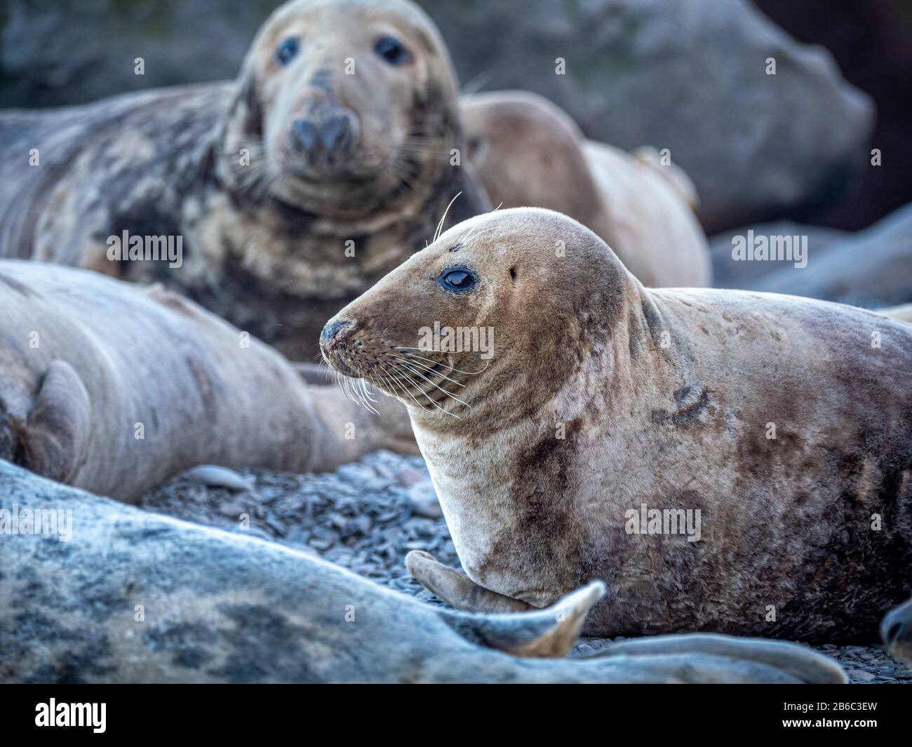 Seal ravenscar hi-res stock photography and images - Alamy
