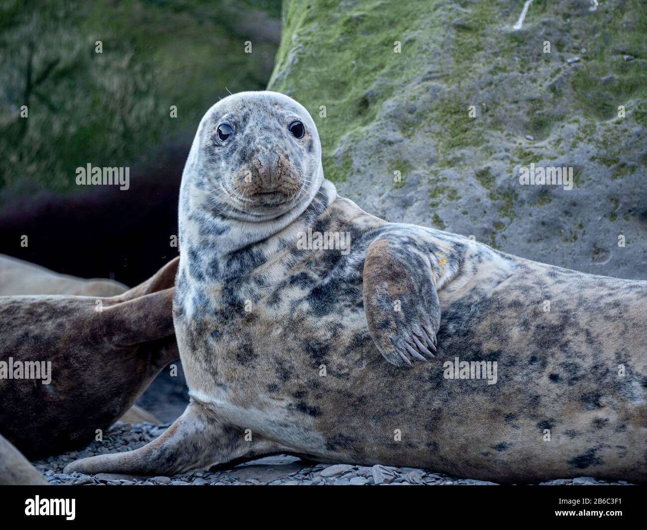 Seals at Ravenscar, North Yorkshire, UK Stock Photo - Alamy