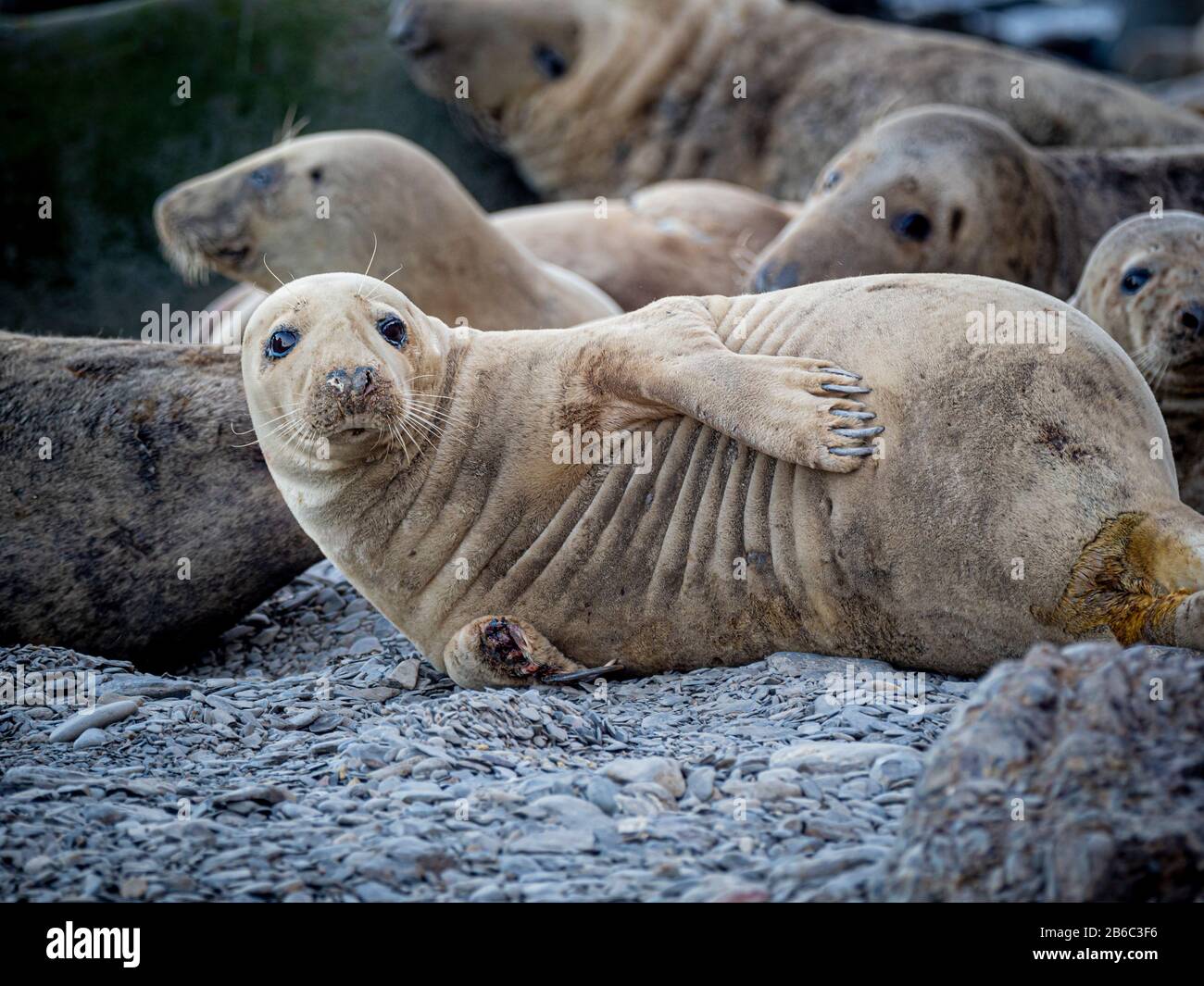 Seals at Ravenscar, North Yorkshire, UK Stock Photo - Alamy
