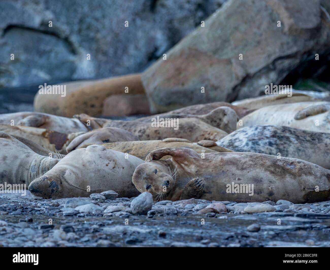 Ravenscar cliffs hi-res stock photography and images - Alamy