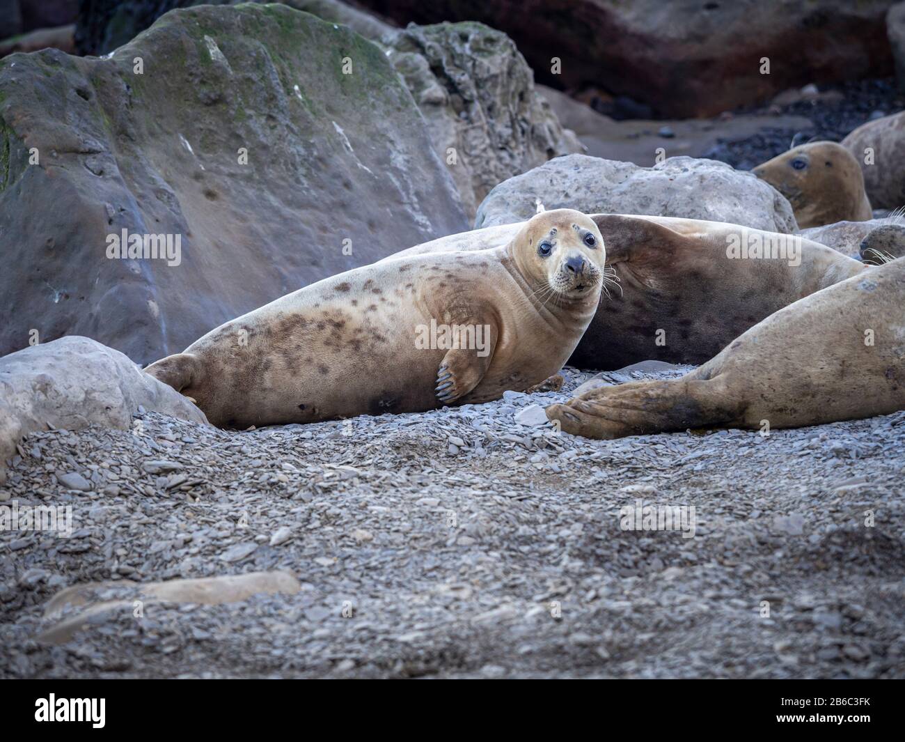 Seals at Ravenscar, North Yorkshire, UK Stock Photo - Alamy