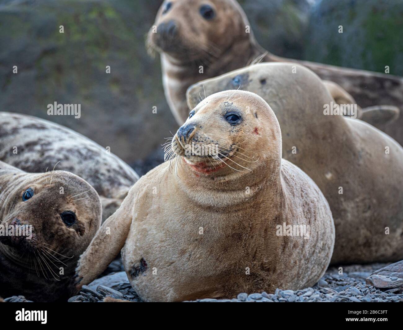 Seals at Ravenscar, North Yorkshire, UK Stock Photo - Alamy