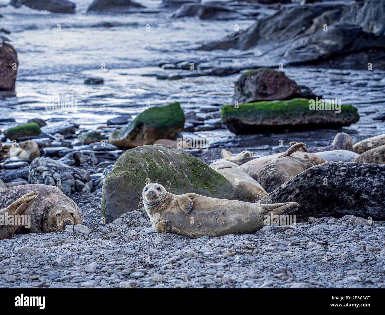 Seals at Ravenscar, North Yorkshire, UK Stock Photo - Alamy
