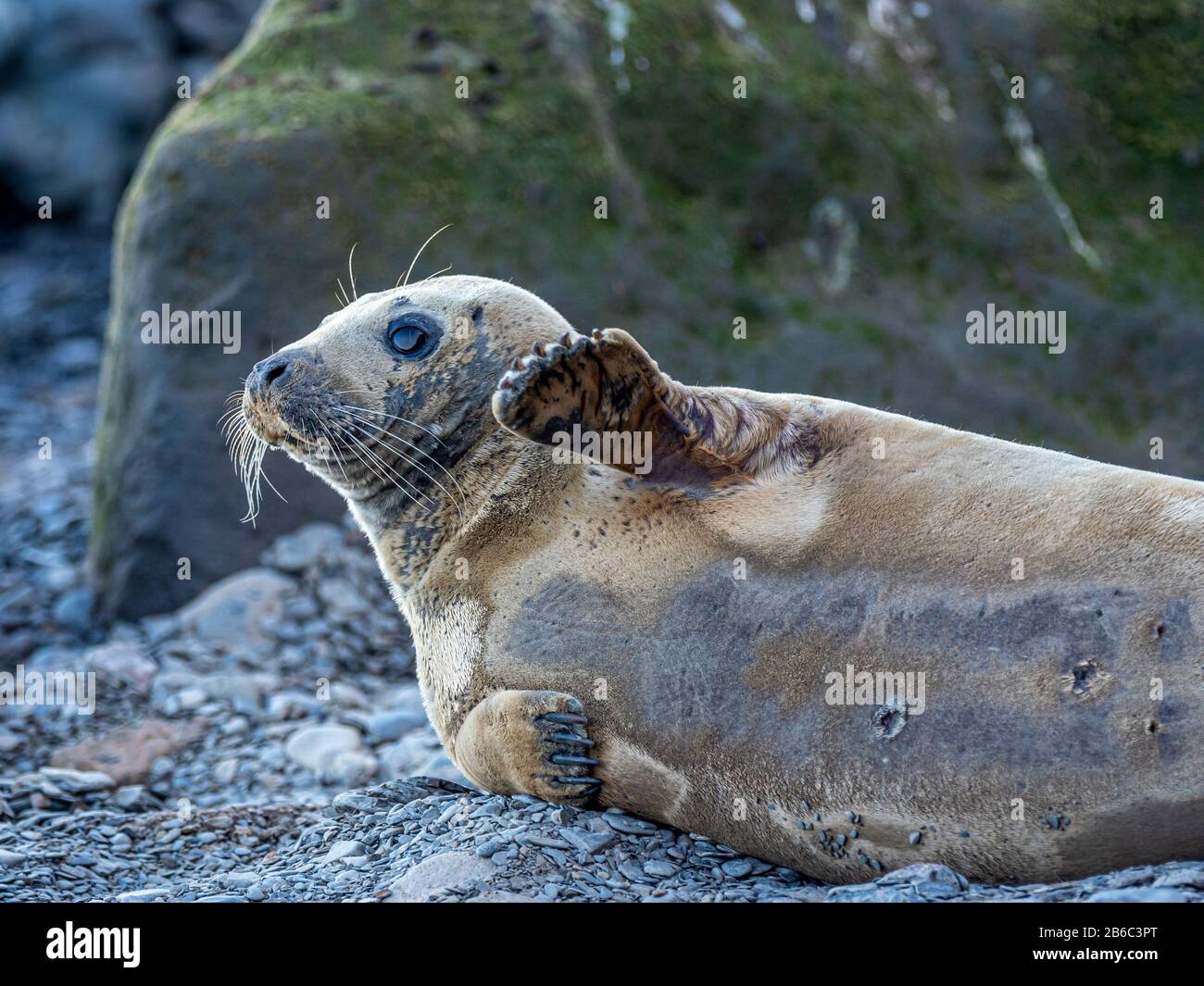 Seals at Ravenscar, North Yorkshire, UK Stock Photo - Alamy