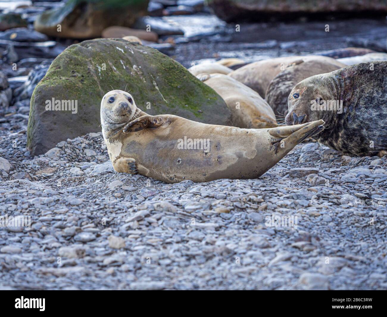 Seals at Ravenscar, North Yorkshire, UK Stock Photo - Alamy