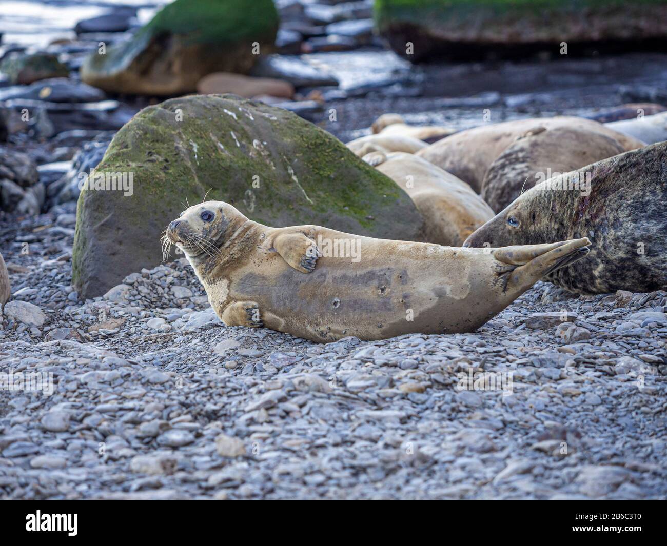 Seals at Ravenscar, North Yorkshire, UK Stock Photo - Alamy