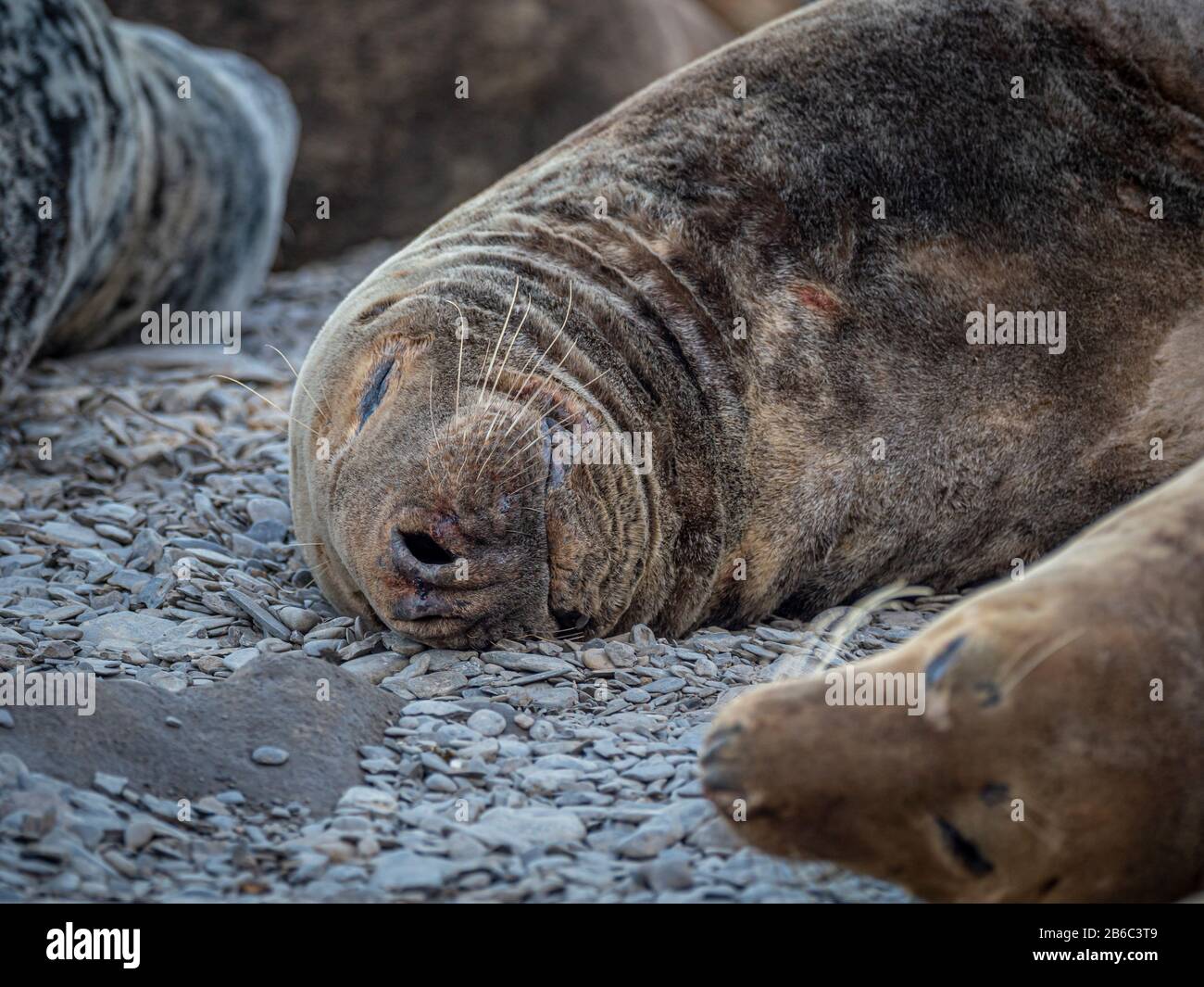 Seals at Ravenscar, North Yorkshire, UK Stock Photo - Alamy