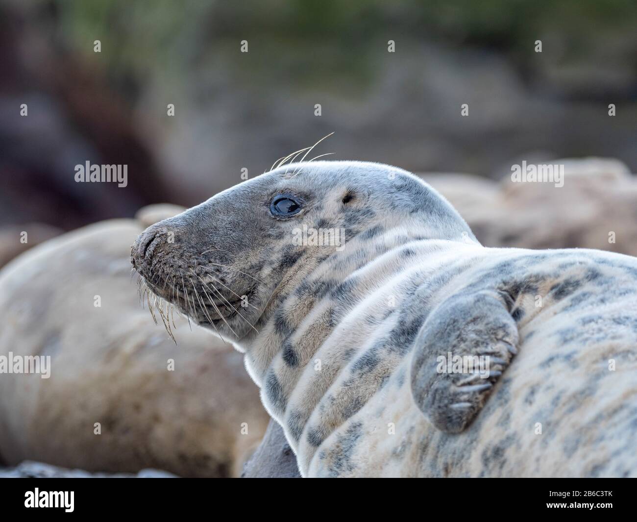 Seals at Ravenscar, North Yorkshire, UK Stock Photo - Alamy