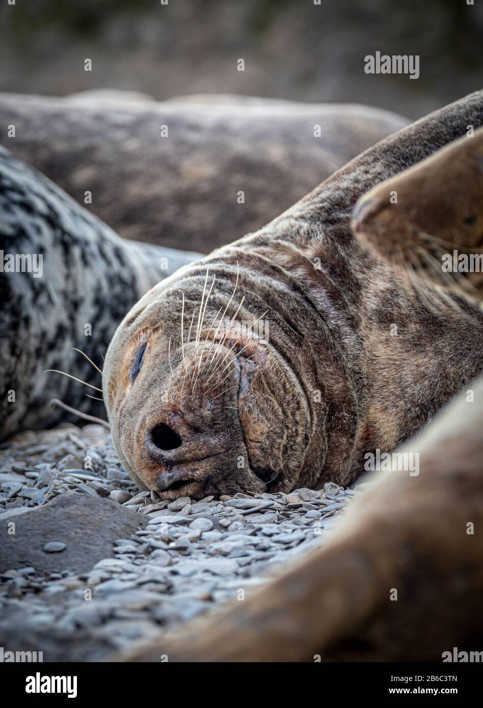 Seals at Ravenscar, North Yorkshire, UK Stock Photo - Alamy