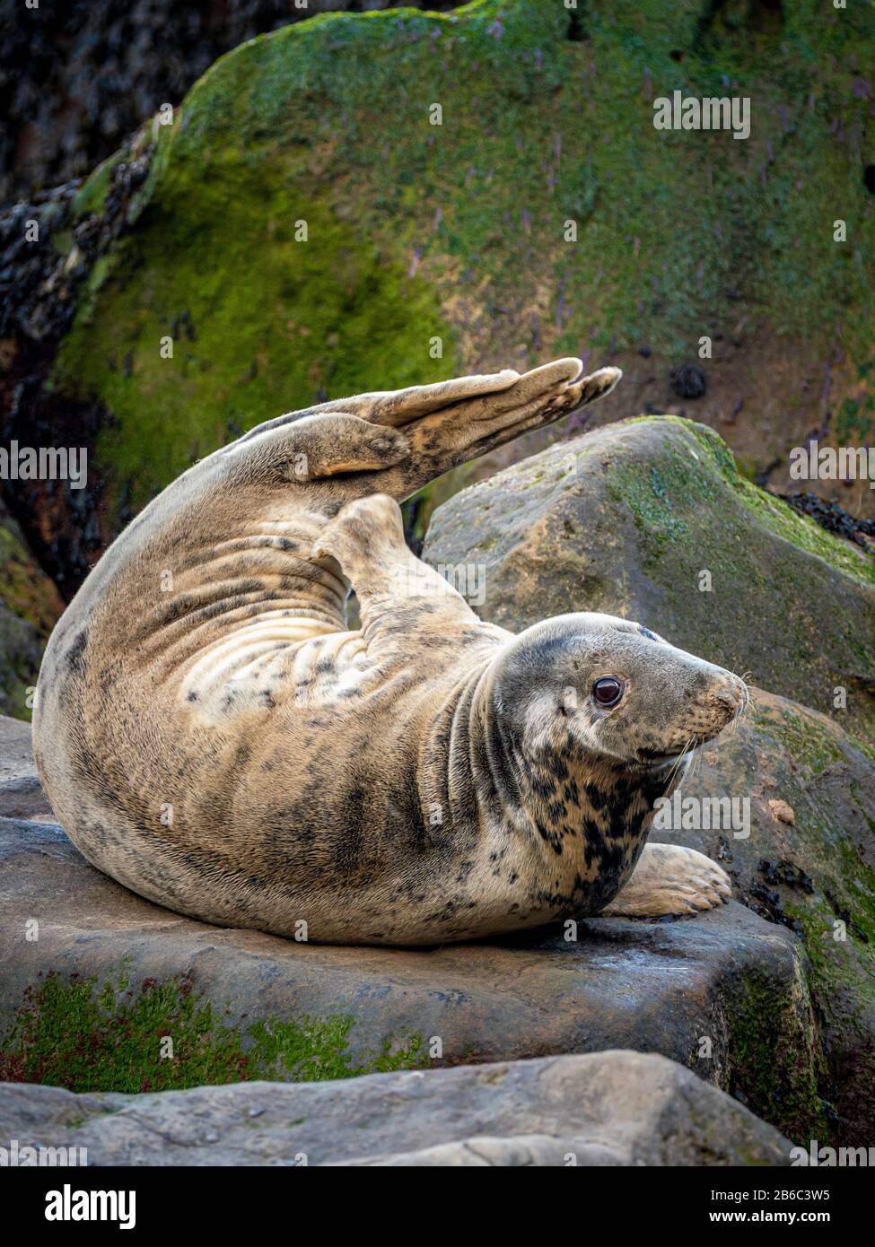 Seals at Ravenscar, North Yorkshire, UK Stock Photo - Alamy