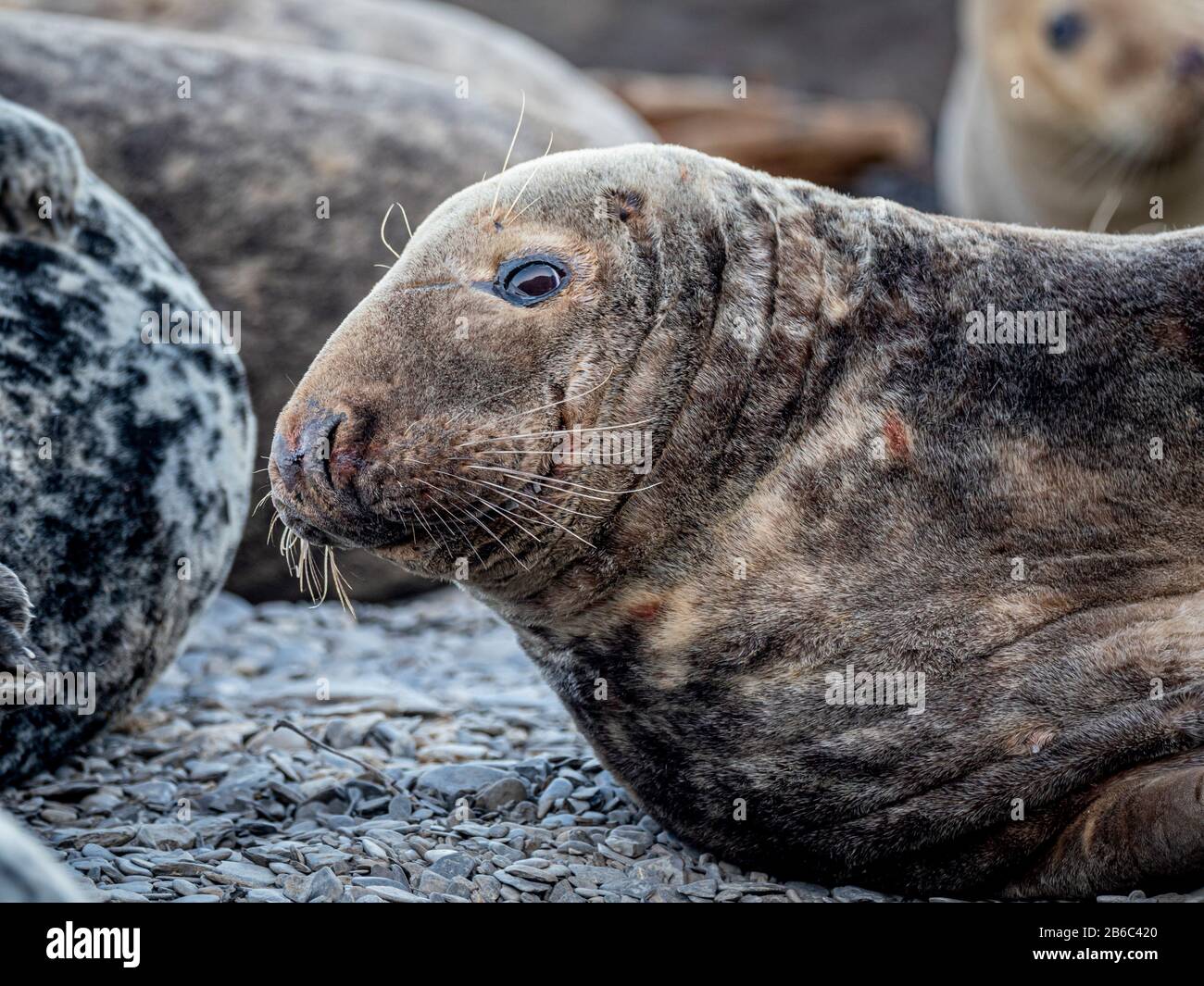 Ravenscar beach hi-res stock photography and images - Alamy
