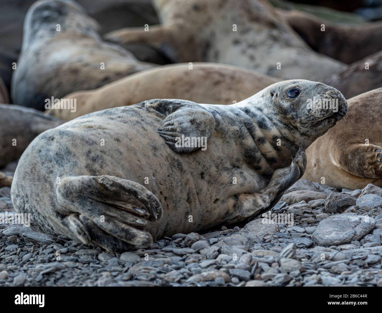 Colony seals on rocky hi-res stock photography and images - Alamy