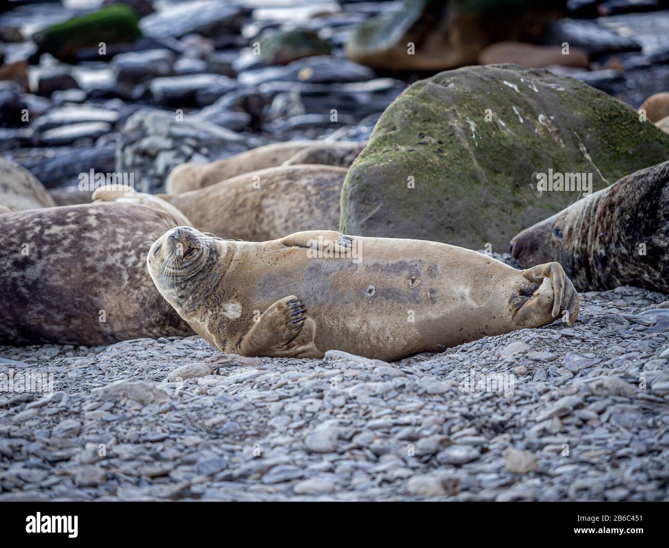 Seals at Ravenscar, North Yorkshire, UK Stock Photo - Alamy