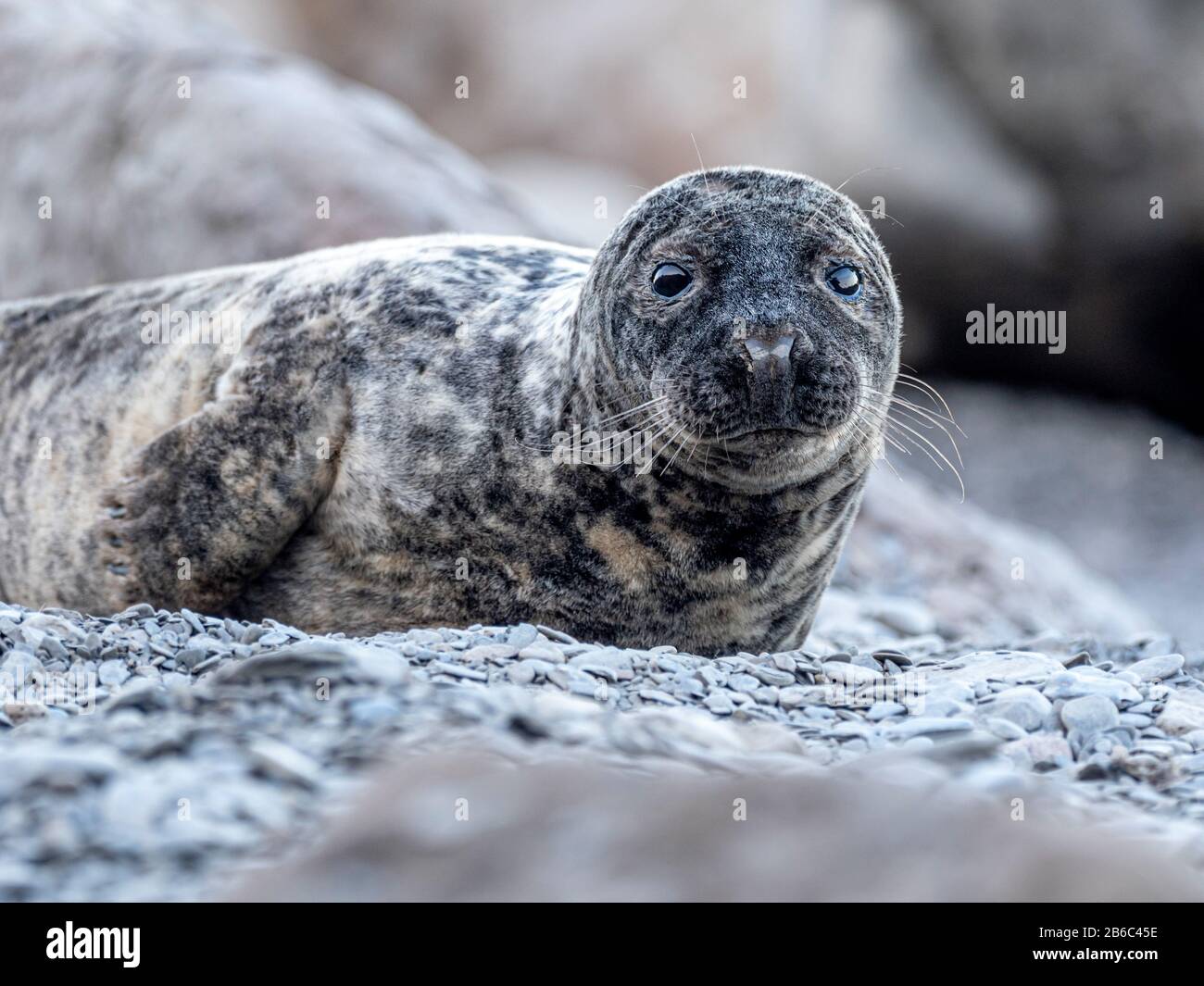 Seals at Ravenscar, North Yorkshire, UK Stock Photo - Alamy