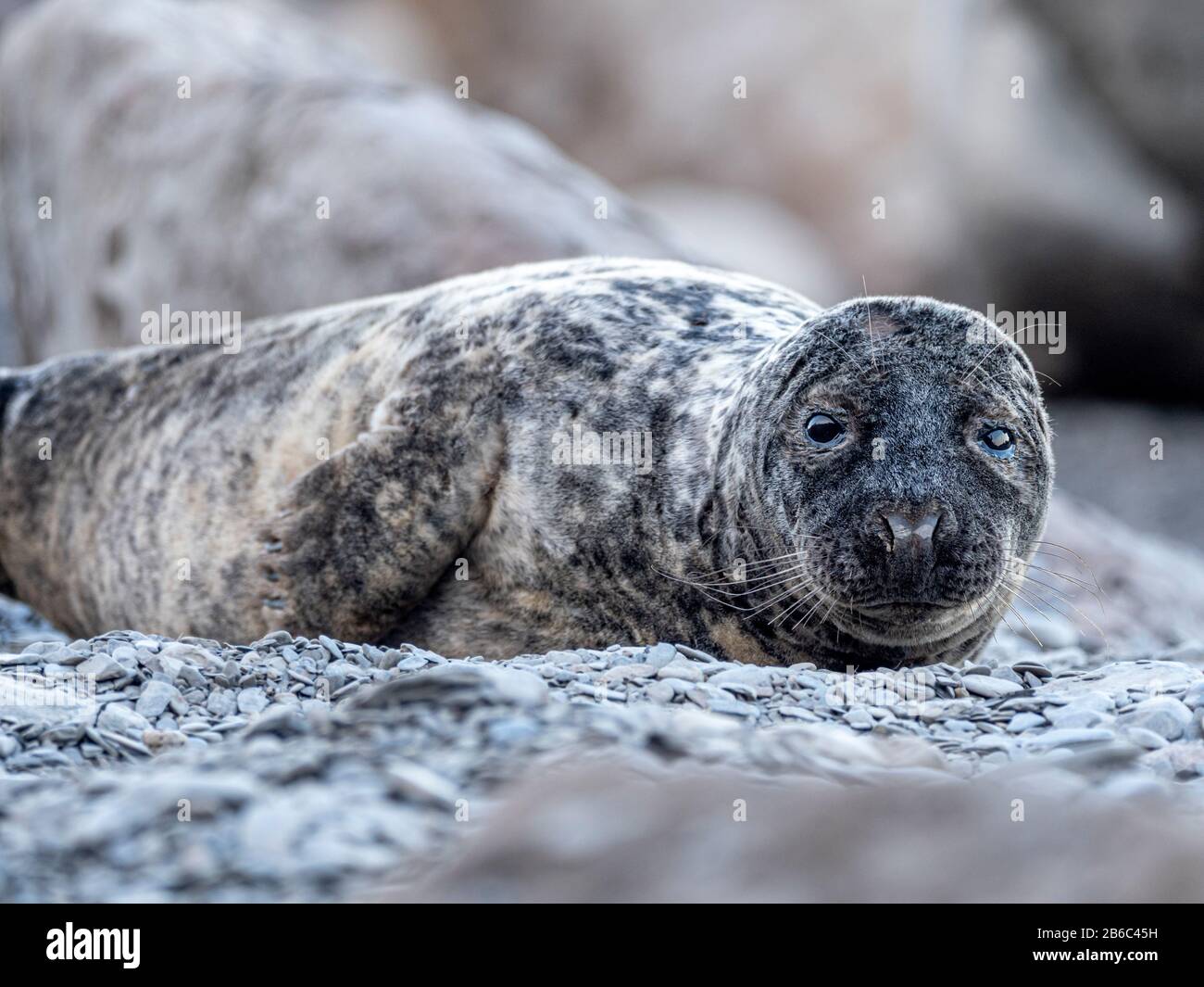 Seals at Ravenscar, North Yorkshire, UK Stock Photo - Alamy