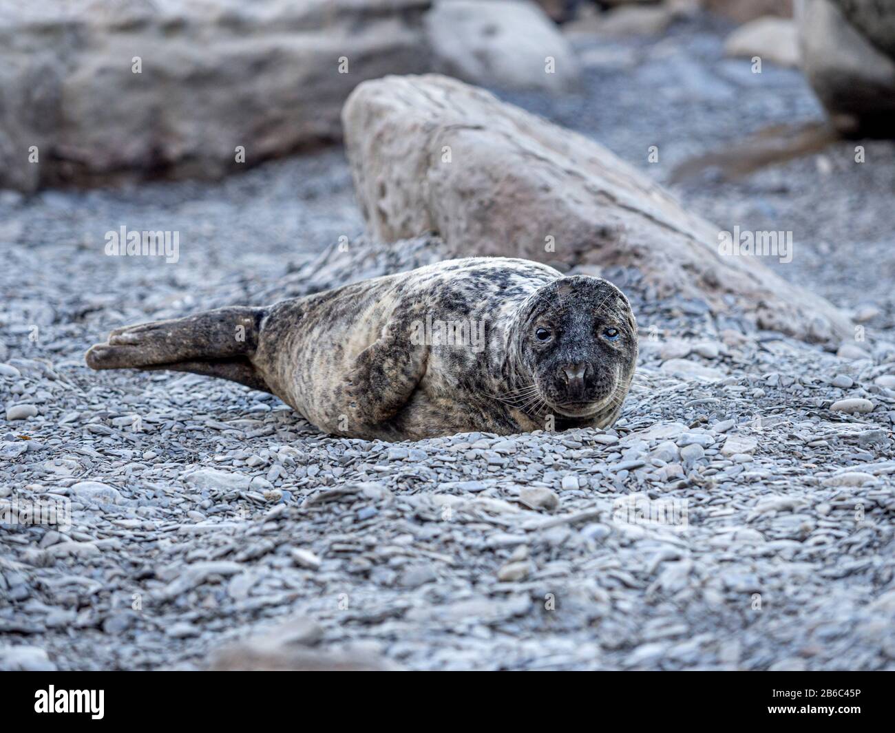 Seals at Ravenscar, North Yorkshire, UK Stock Photo - Alamy