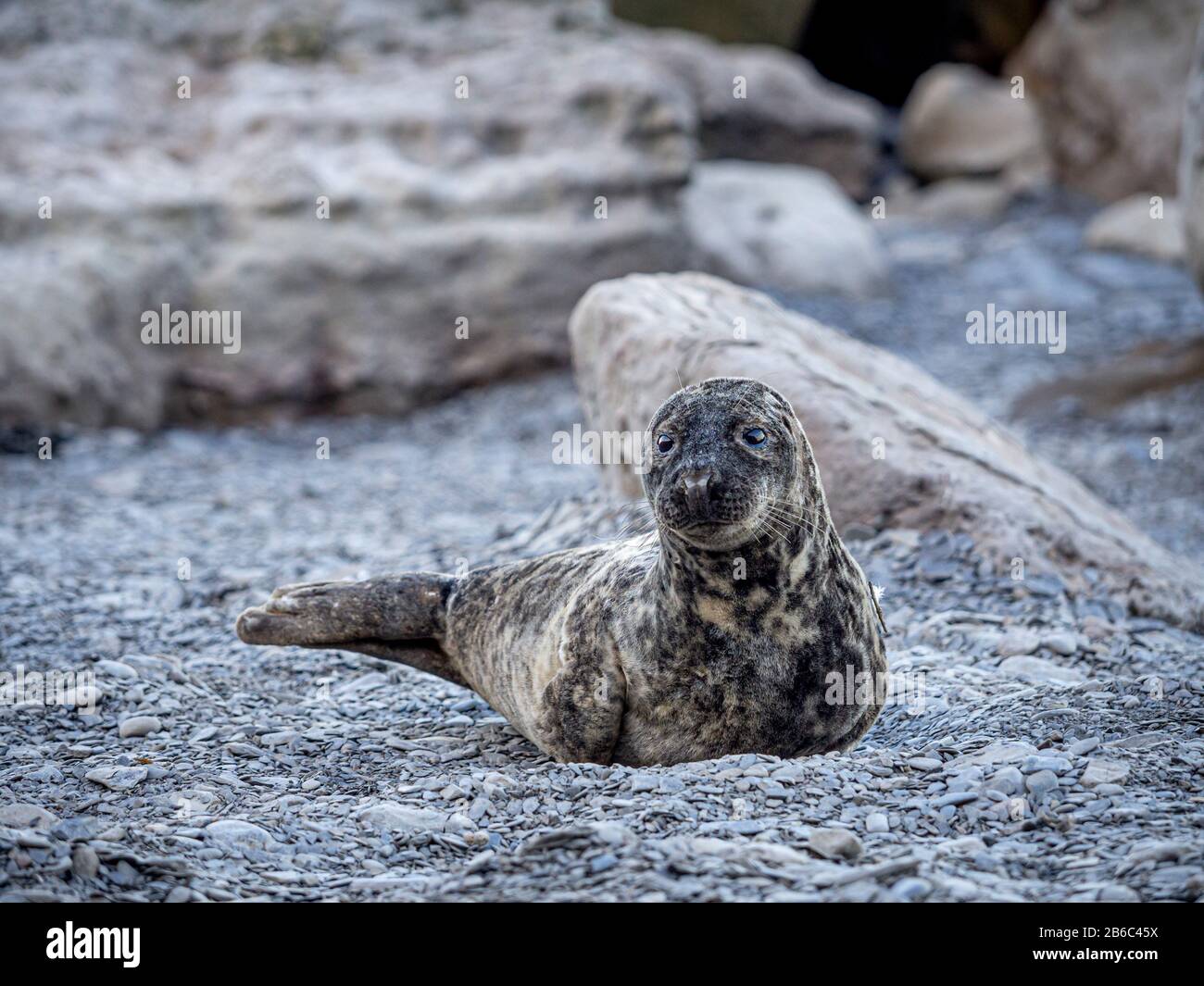 Ravenscar Beach High Resolution Stock Photography and Images - Alamy