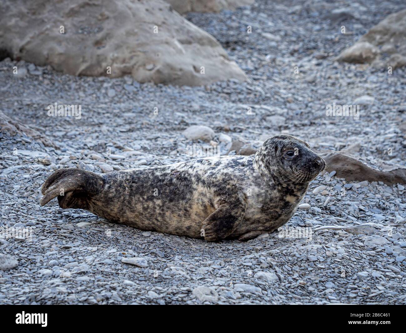 Seals at Ravenscar, North Yorkshire, UK Stock Photo - Alamy