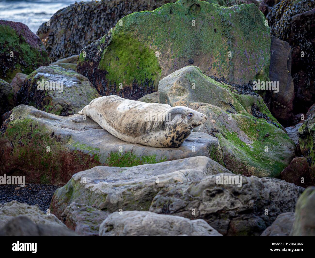 Seals at Ravenscar, North Yorkshire, UK Stock Photo - Alamy