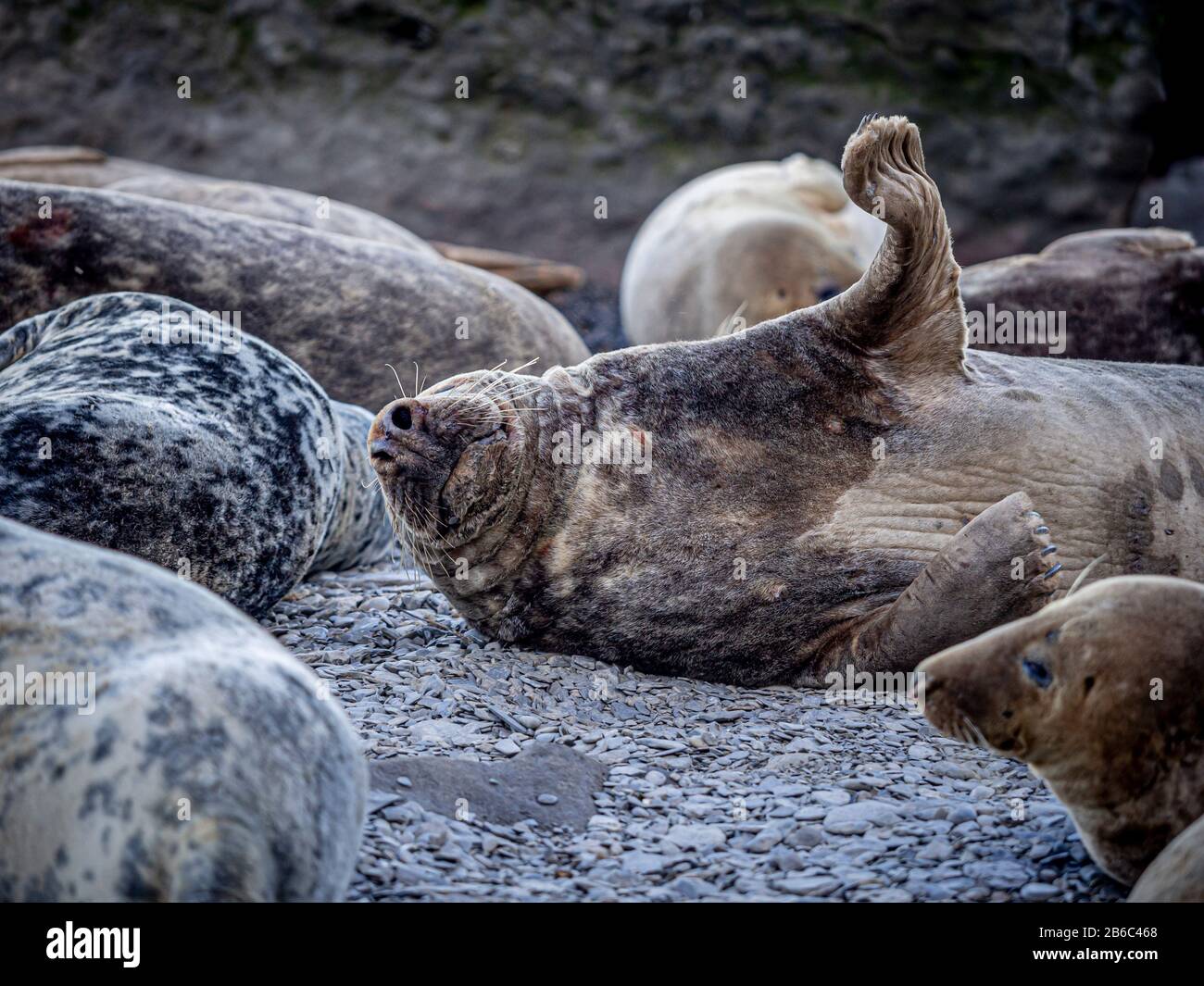 Seals at Ravenscar, North Yorkshire, UK Stock Photo - Alamy