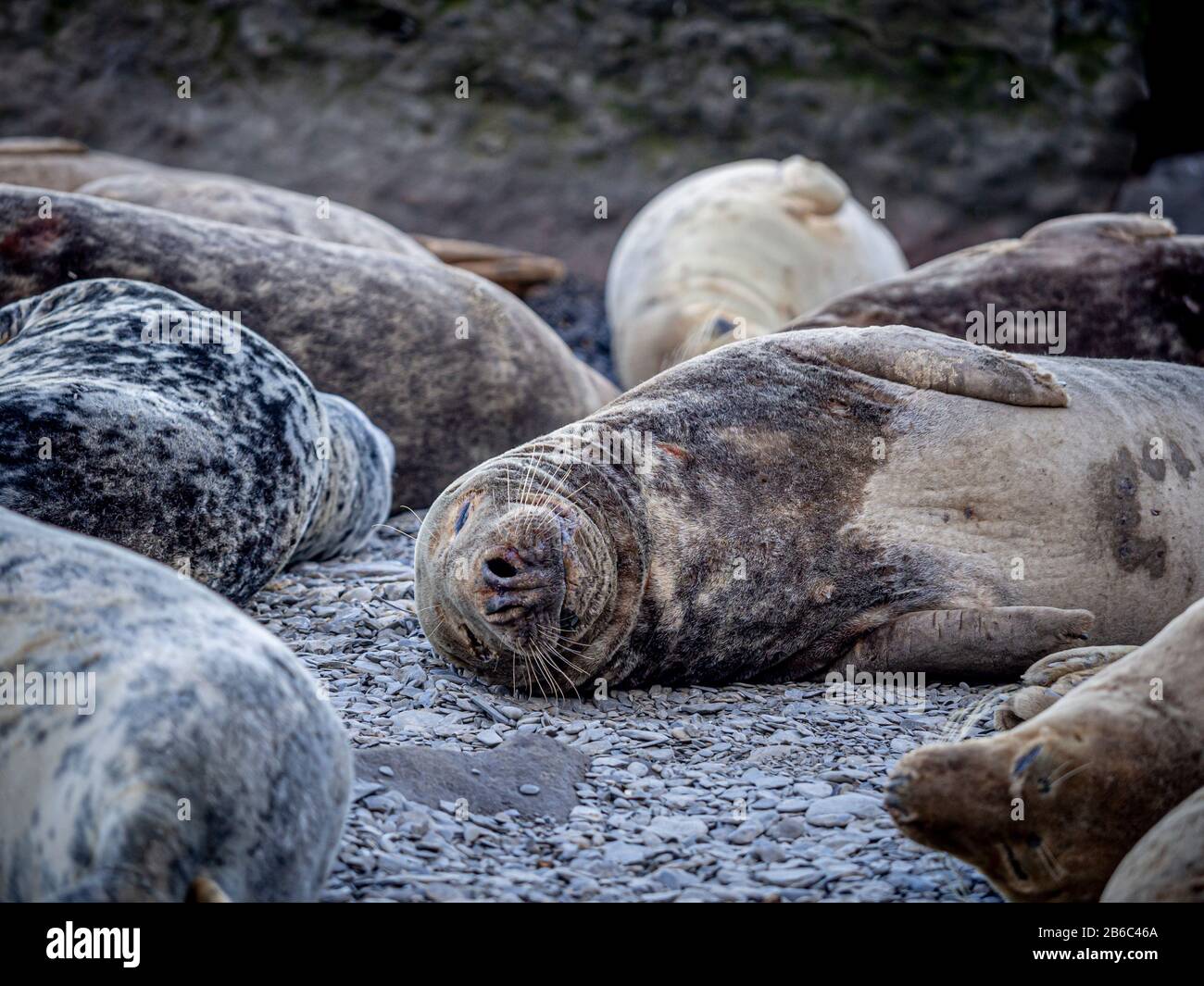 Seals at Ravenscar, North Yorkshire, UK Stock Photo - Alamy
