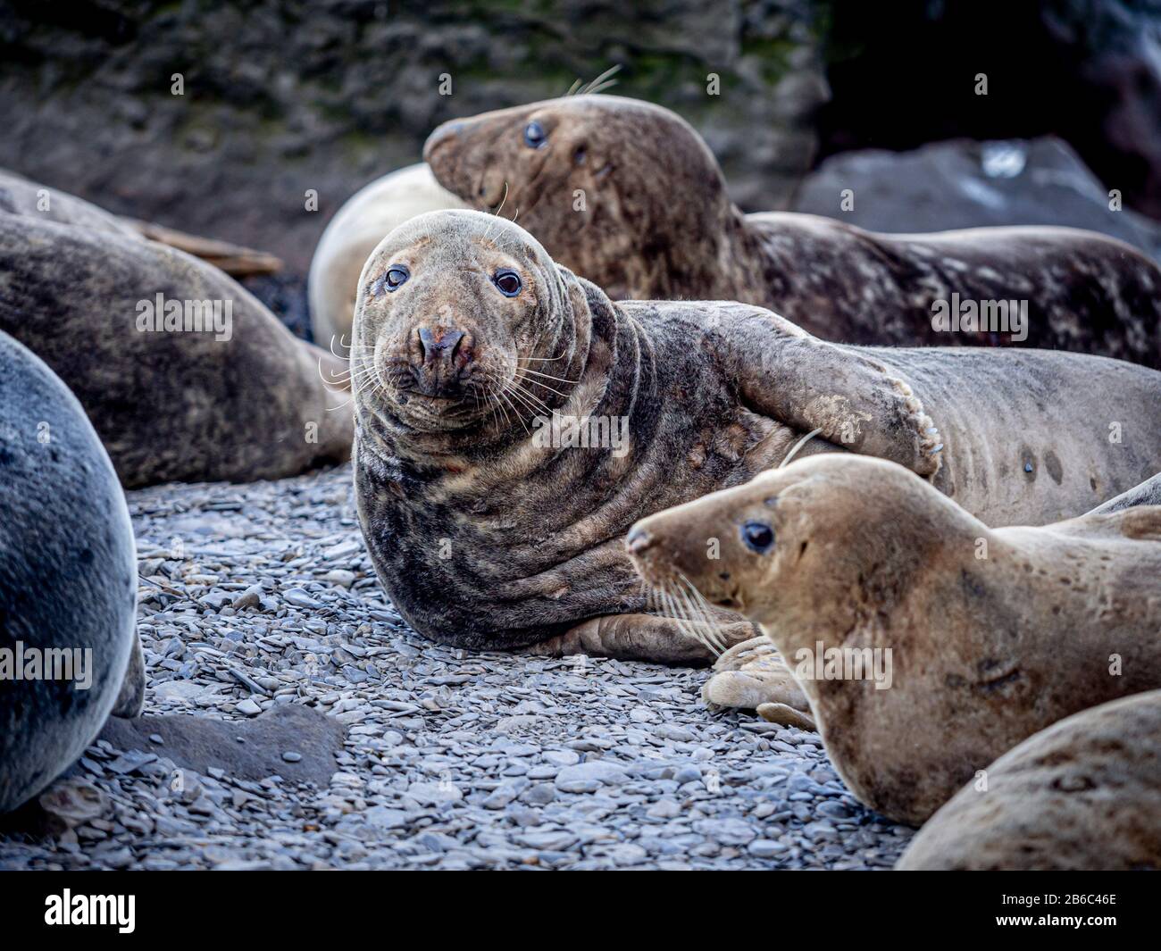 Seals at Ravenscar, North Yorkshire, UK Stock Photo - Alamy