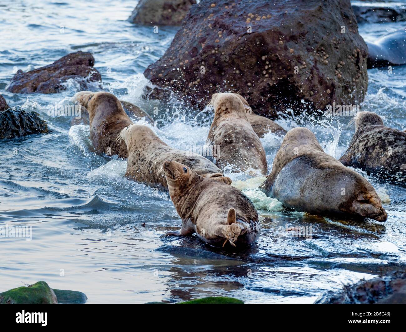 Seals at Ravenscar, North Yorkshire, UK Stock Photo - Alamy
