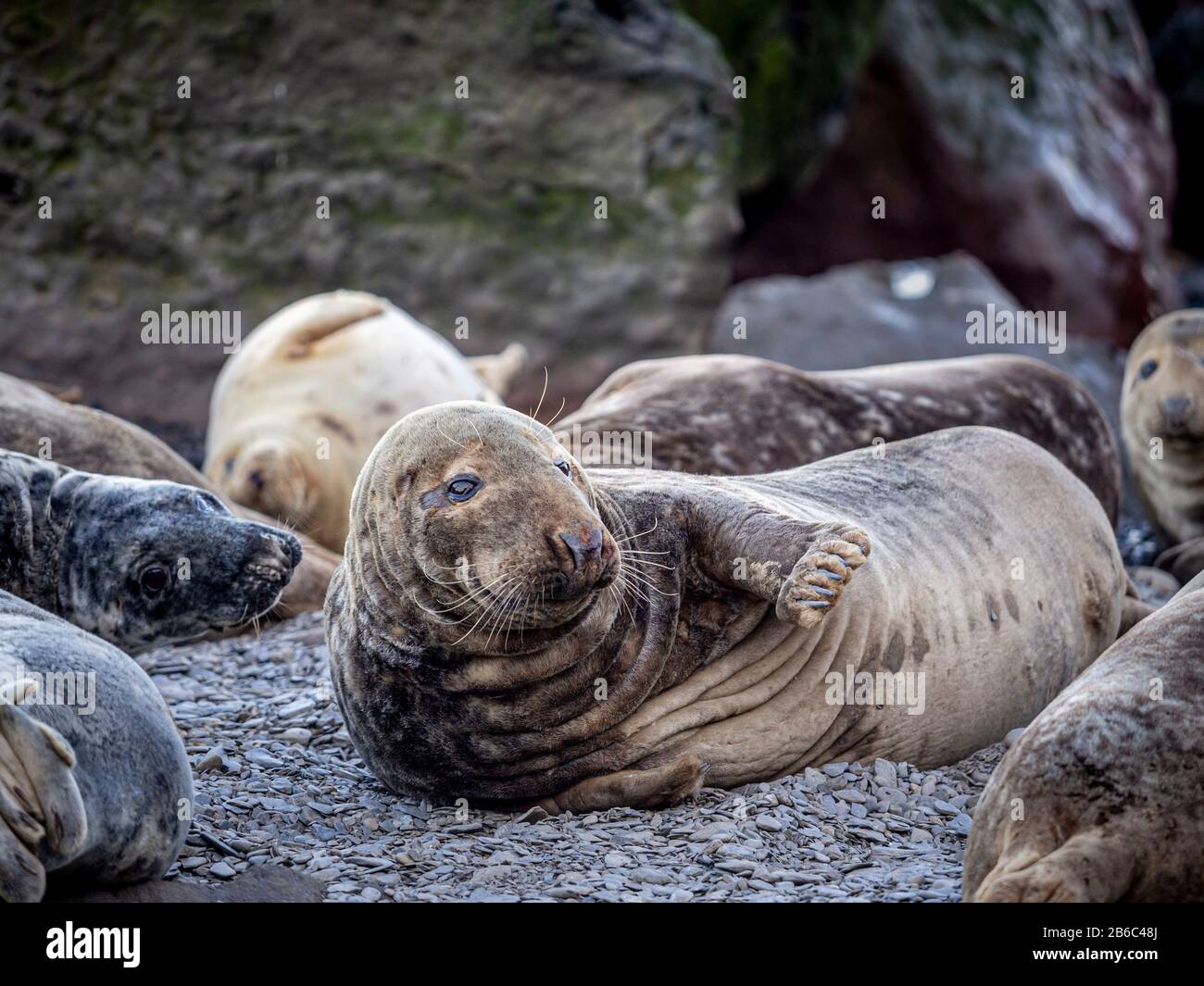 Seal ravenscar hi-res stock photography and images - Alamy