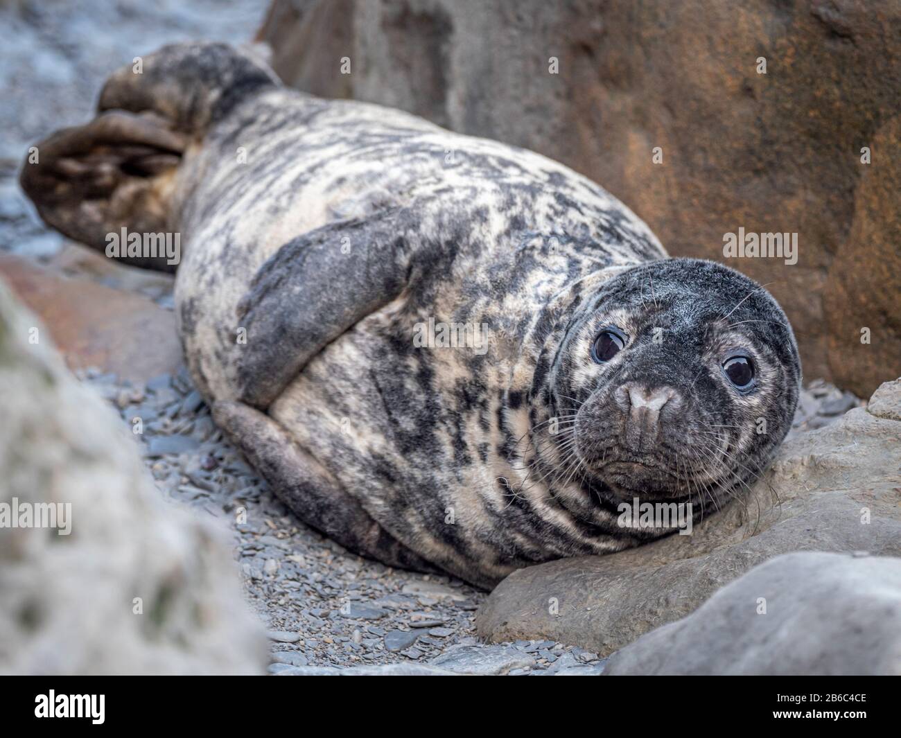 Seal alone on beach hi-res stock photography and images - Alamy