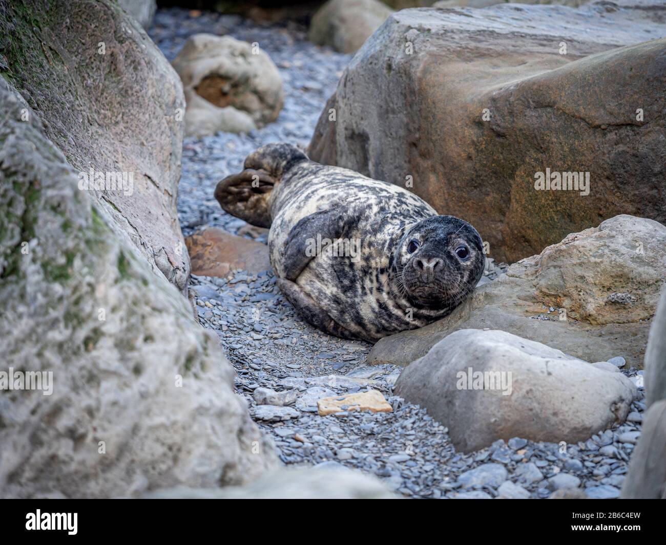 Seals at Ravenscar, North Yorkshire, UK Stock Photo - Alamy
