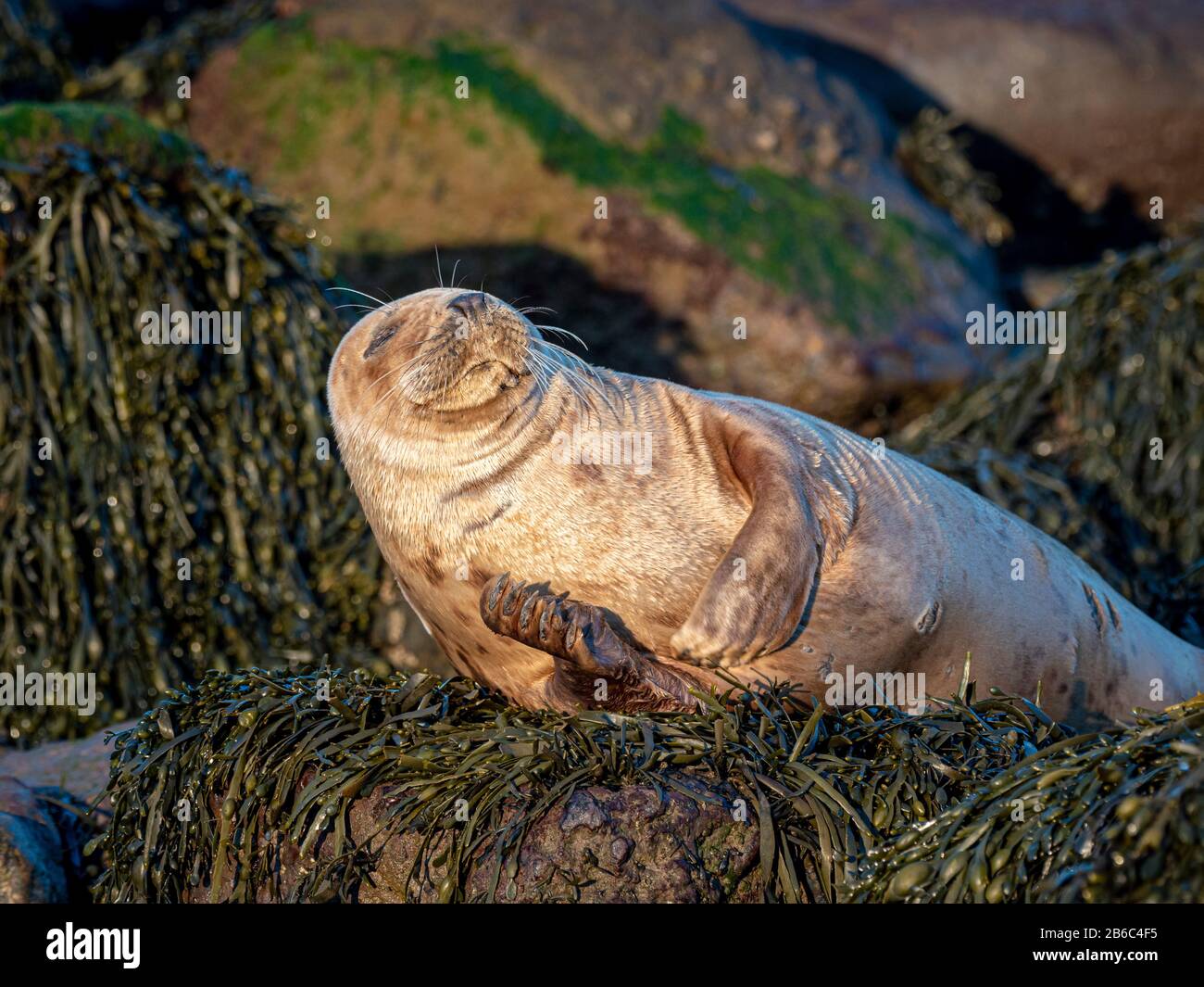 Seals at Ravenscar, North Yorkshire, UK Stock Photo - Alamy