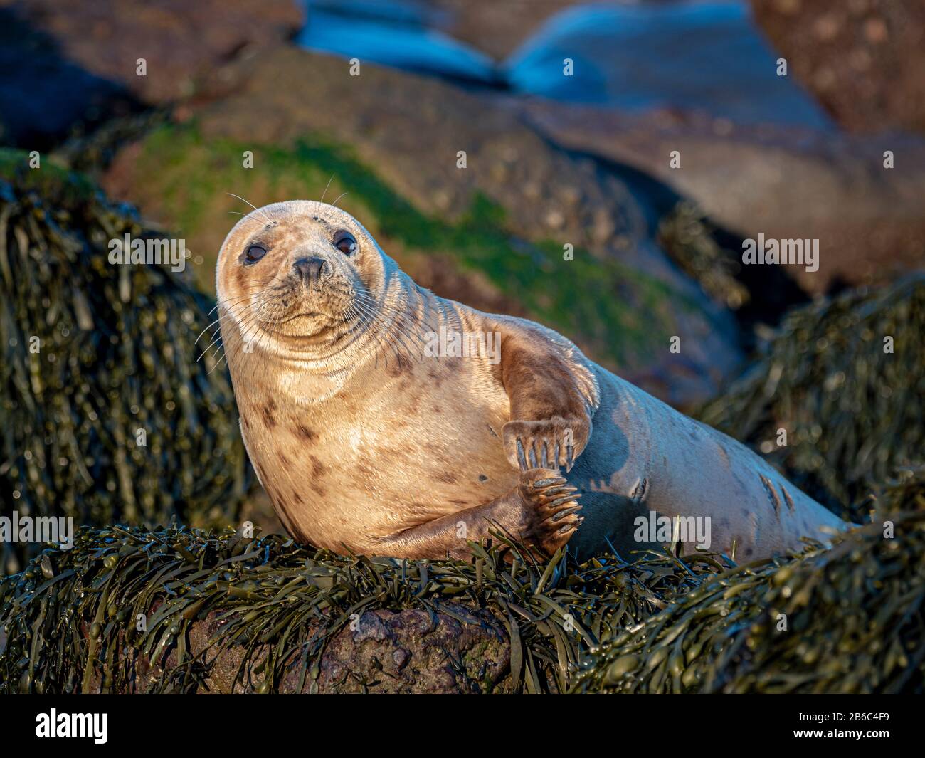 Ravenscar hi-res stock photography and images - Alamy