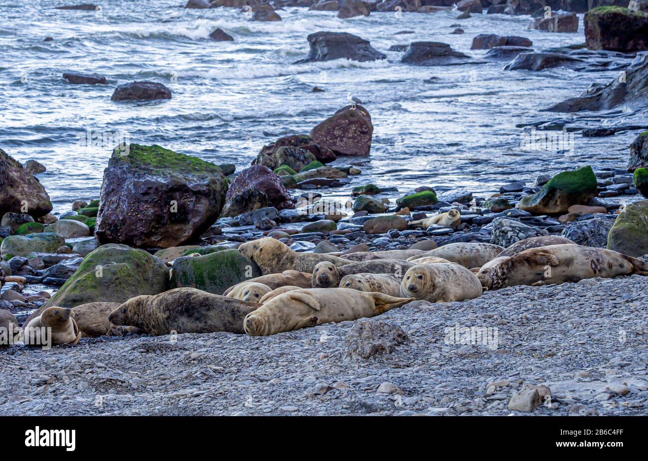 Seals at Ravenscar, North Yorkshire, UK Stock Photo - Alamy