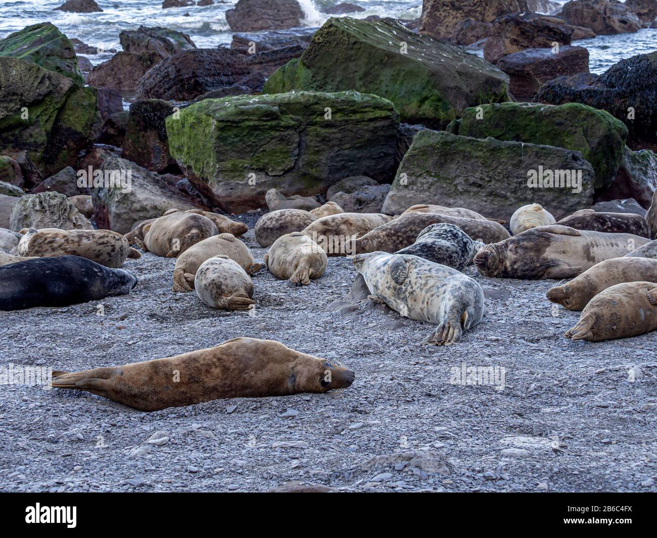 Yorkshire grey seals hi-res stock photography and images - Alamy